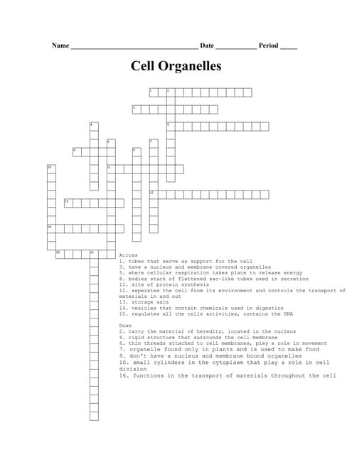 Biology - Cell Organelle Crossword Puzzle | PDF