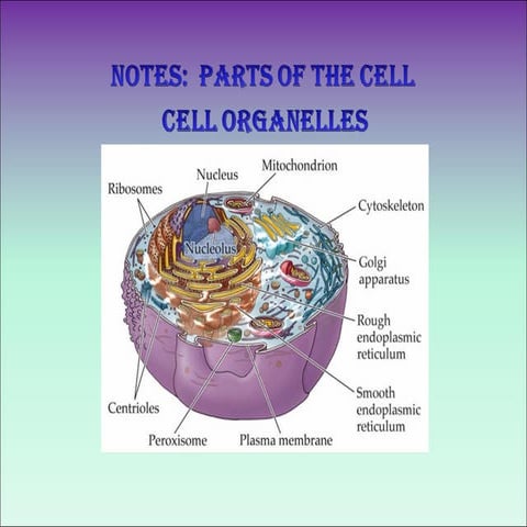Cell Organelle PowerPoint Presentation | PPT