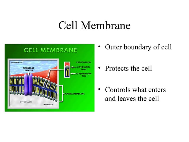 Minimalist Biology Cell Organelles Science Flash Cards | PDF