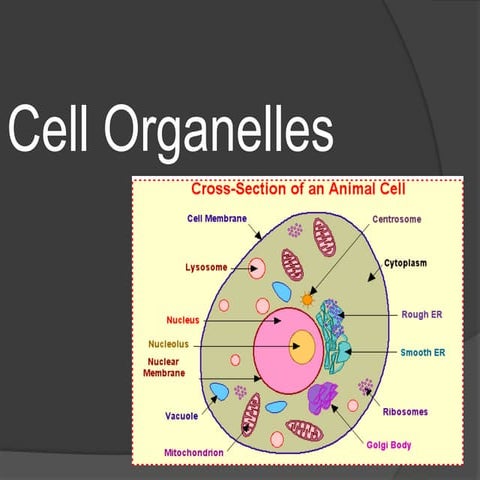 Cell organelles | PPTX