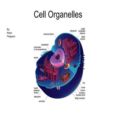 Cell organelles | PPT