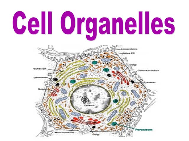 Cell Analogy Example | PPTX