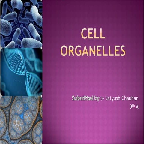Cell organelles | PPT