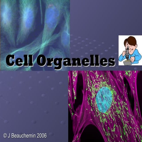 lecture notes on cellular organelles .ppt