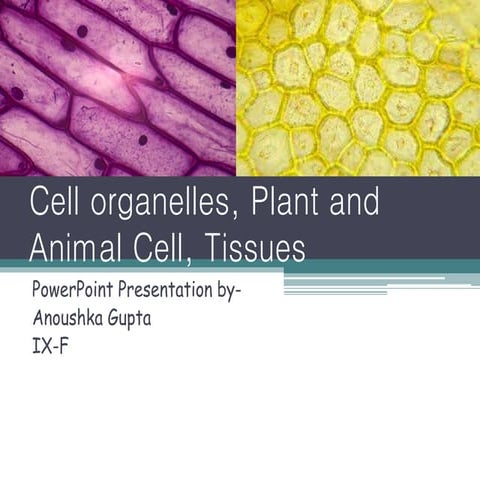 Cell organelles, plant and animal cell, | PPTX