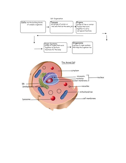 Microscope labeled diagram | DOC | Photography | Arts and Crafts