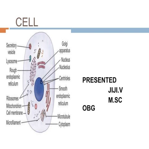human cell anatomy and function | PPTX