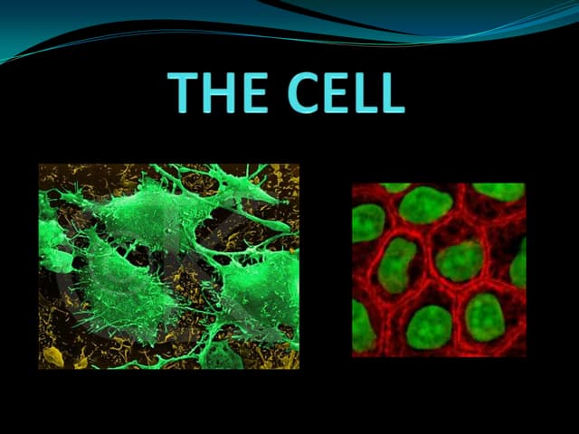 Lesson 2 The Cell | PDF