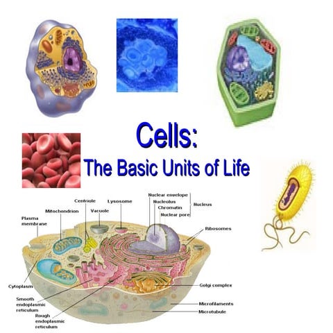 Comprehensive Overview of Cells: Structure, Function, and Types in ...