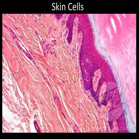 Cell photos | PPT