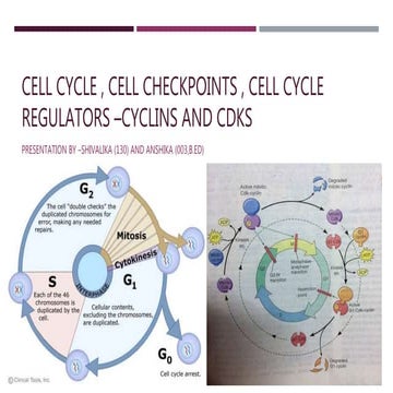 cell cycle , cell checkpoints , cell cycle regulators | PPTX