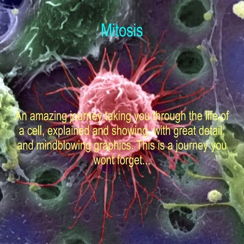 Mitosis | PPTX