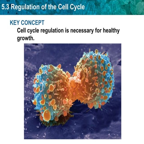 Cell regulation cancer 5.3 | PPTX