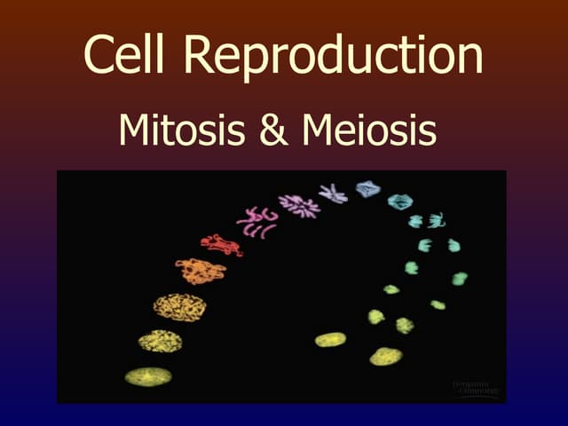 Mitosis and meiosis | PPTX