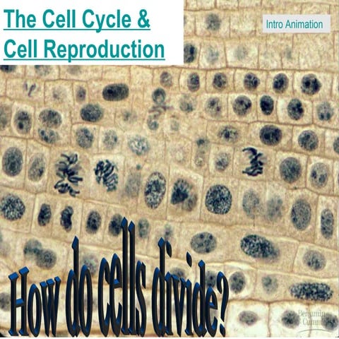 Cell reproduction | PPT