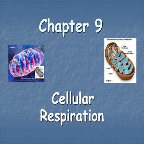 Cell_Respiration_SUMMARY LESSON GRADE NINE | PPT