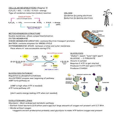 Summary of Cellular respiration