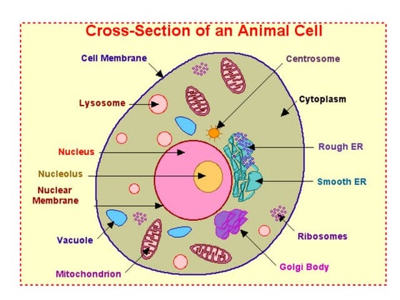 Structure of a human cell | PPT