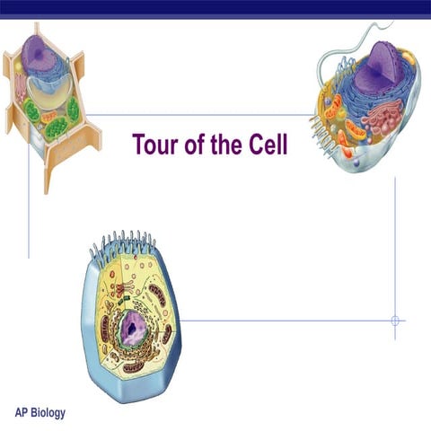 Cells_1 | PPT