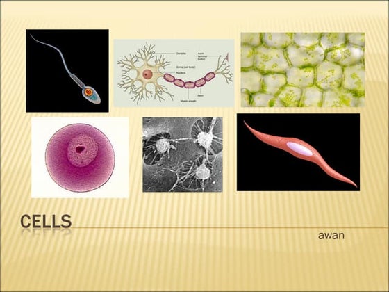Grade 9 - Sexual Reproduction of Human | PPT | Pregnancy | Reproductive ...