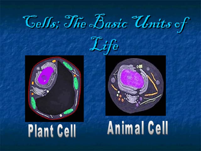 Organelles in an Animal Cell | PPT
