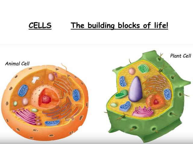 Cell analogy project