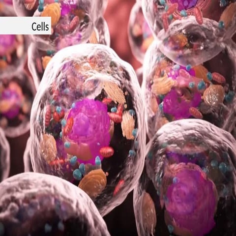 Food and digestion organs and functions .pptx