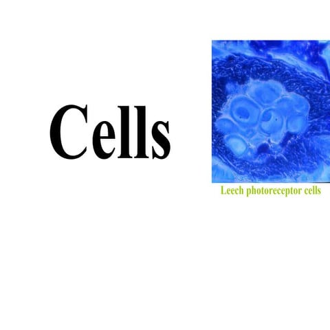 Cambridge IGCSE Biology ( 2016-2018) cell.pptx