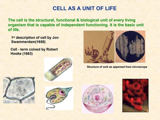 Multicellular Organism And Origin Hypothesis Of Multicellularity | PPT