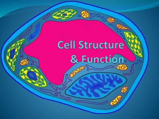Discovering the Cells | PPT