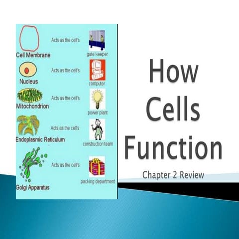 Cells chapter 2 review | PPTX | Biological Sciences | Science