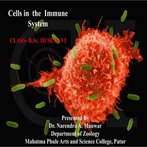 Cells in the immune system | PPT