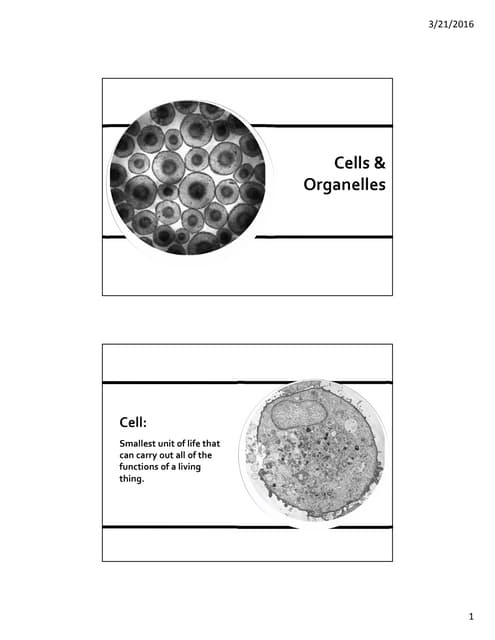 ACTIVITY-SHEET-4-EARTH AND LIFE SCIENCE 4 | PDF