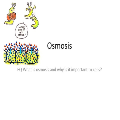 Cells Osmosis | PPT | Chemistry | Science