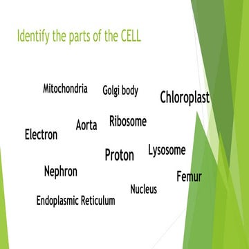 GENERAL BIOLOGY 1 CELLS AND ITS ORGANELLES.pptx