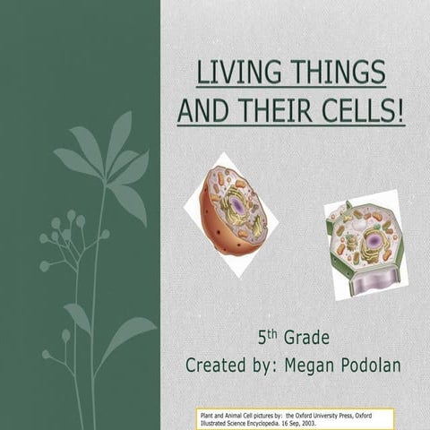 Animal and Plant cells | PPT