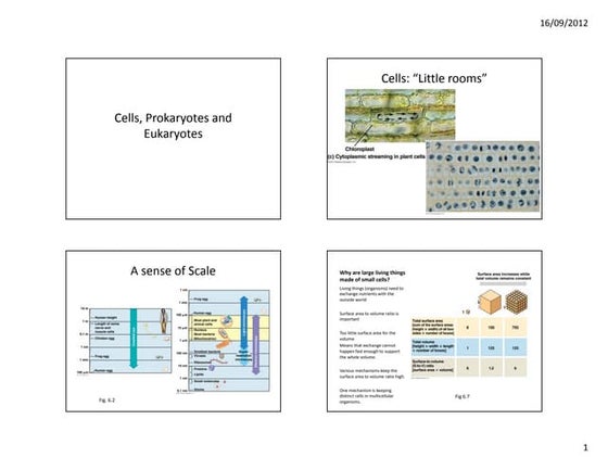 Chart on variety of life | PPT