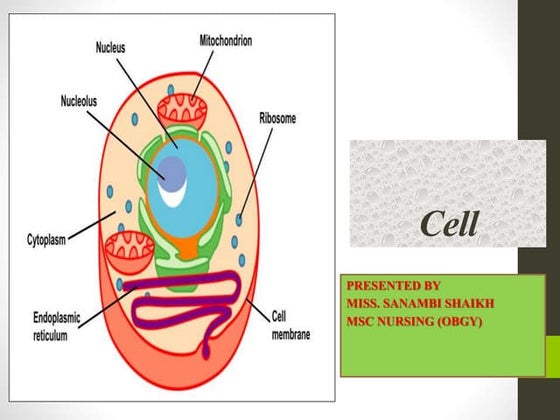 Cambridge IGCSE Biology Cells Structures & Functions.pptx | Biological Sciences | Science