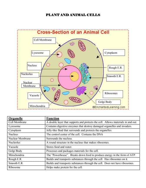 Organelles of the Plant Cell - INB Notes.pdf