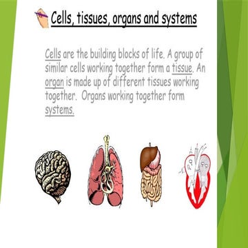Cells, Tissues, Organs.pptxgggbbbbbbbhhbbhn | PPTX