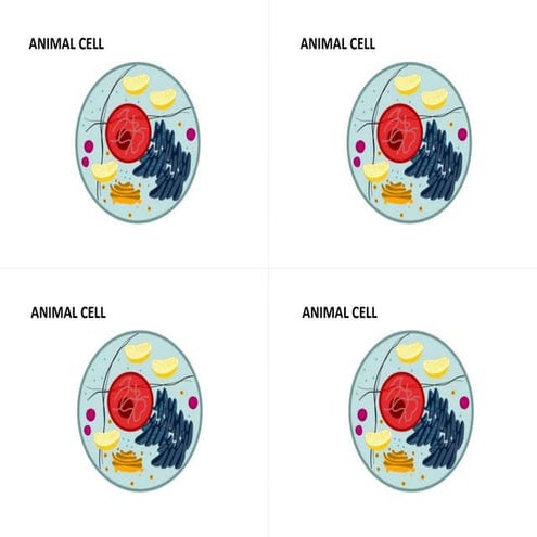 Cell structure organelle cards | PPT