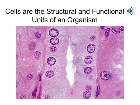 Cells | PPT