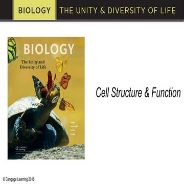 Organelles in an Animal Cell | PPT