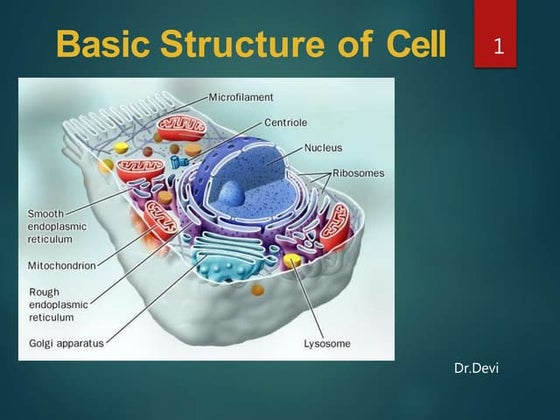 (2) histology of blood vessels | PDF