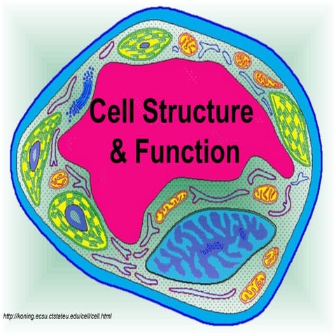 Cell Structure for grade 9 th- 10th.pptx