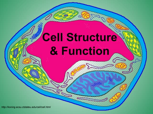 Cell Structures Science Graphic Organizer | PDF