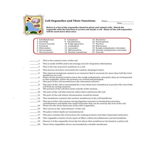 cell structure revision questions.do cx | DOCX | Biological Sciences ...