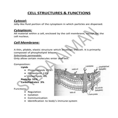 Renal System Anatomy | PPTX