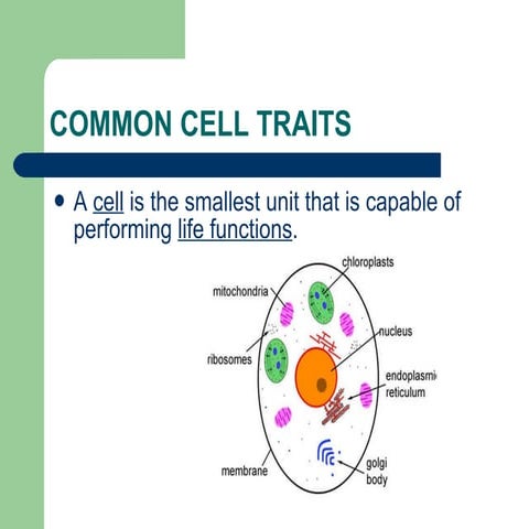 Cell Structures Lesson1 | PPT