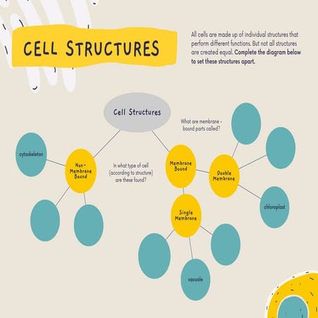 Cell Structures Science Graphic Organizer | PDF